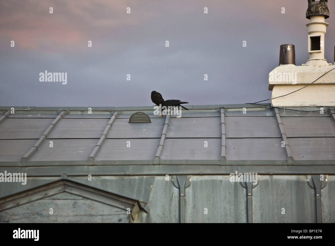 Crows on building roof hi-res stock photography and images - Alamy