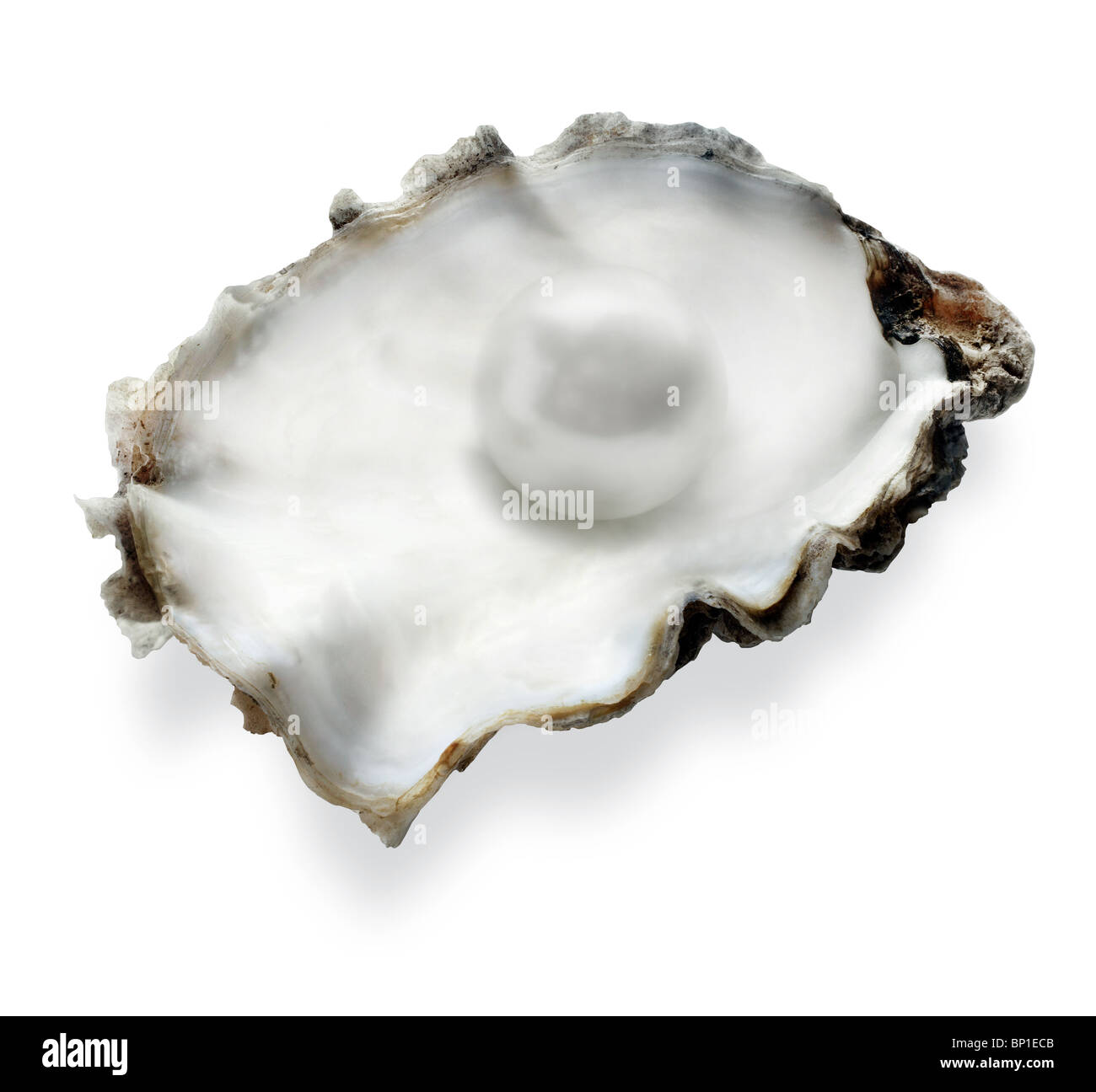 Pearl in an oyster shell,oversized pearl in shell Stock Photo - Alamy