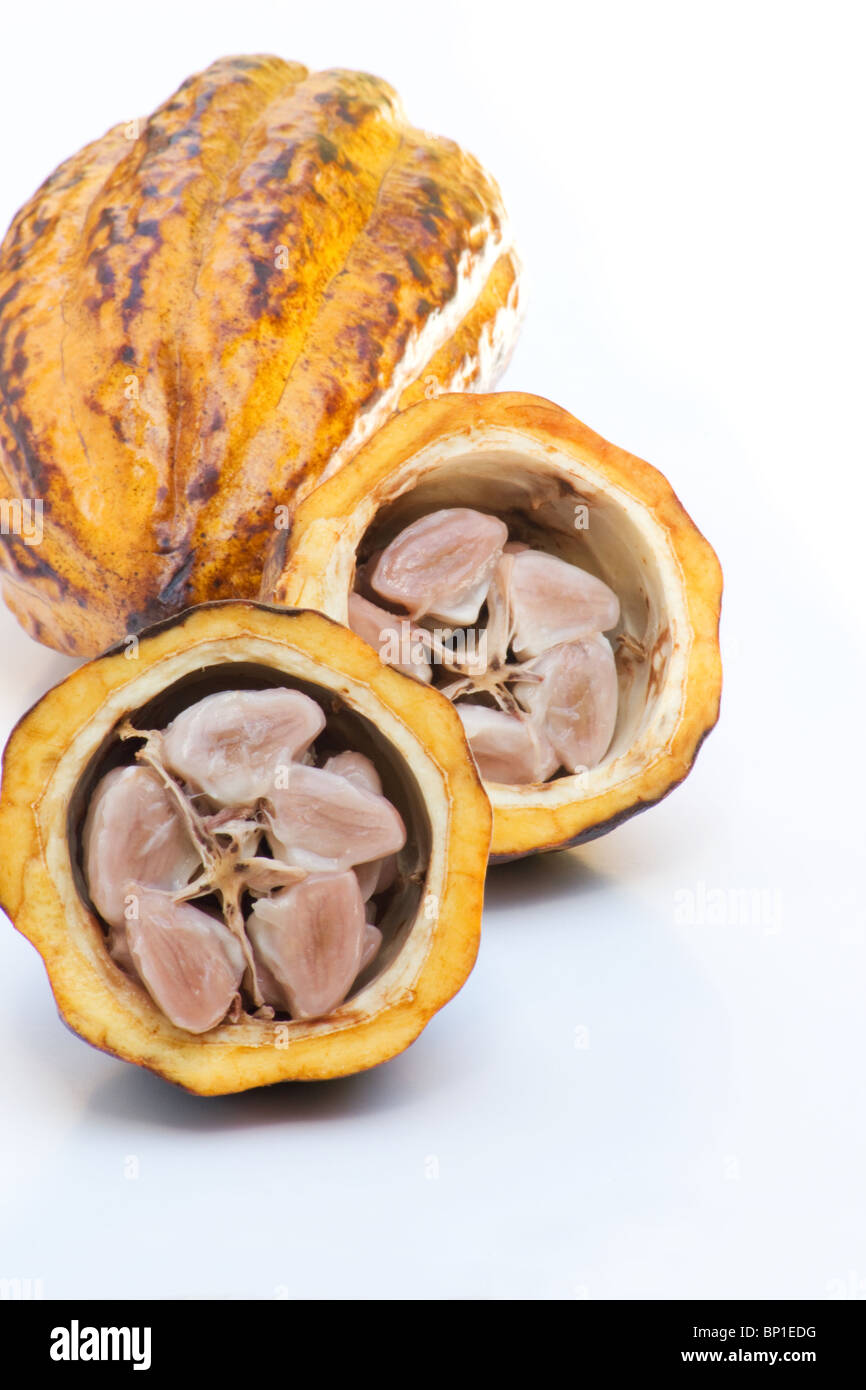 Theobroma cacao pod cut in halves on white backgroundground Stock Photo ...