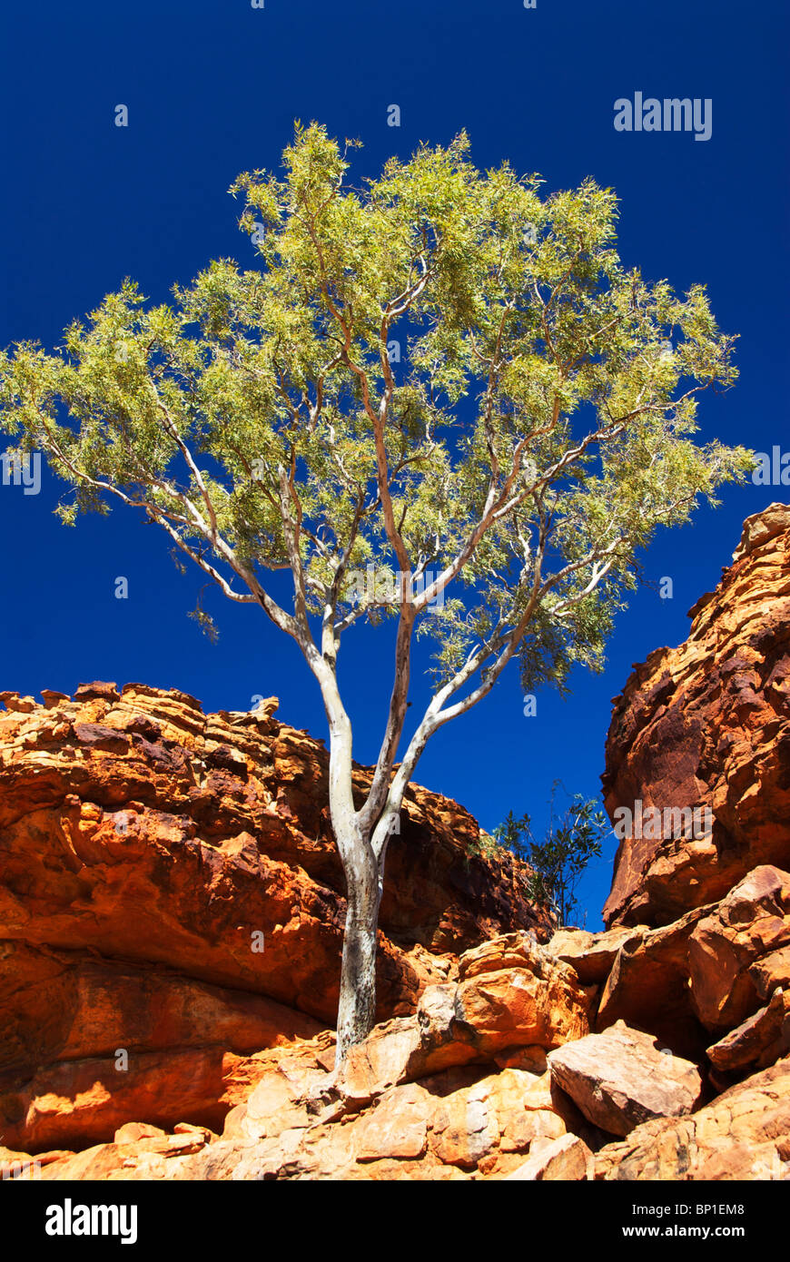 Aboriginal kings hi-res stock photography and images - Alamy