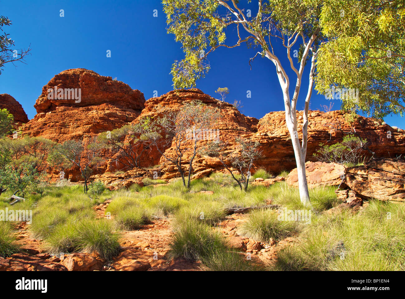 Kings Canyon ghost gum lost city Stock Photo - Alamy