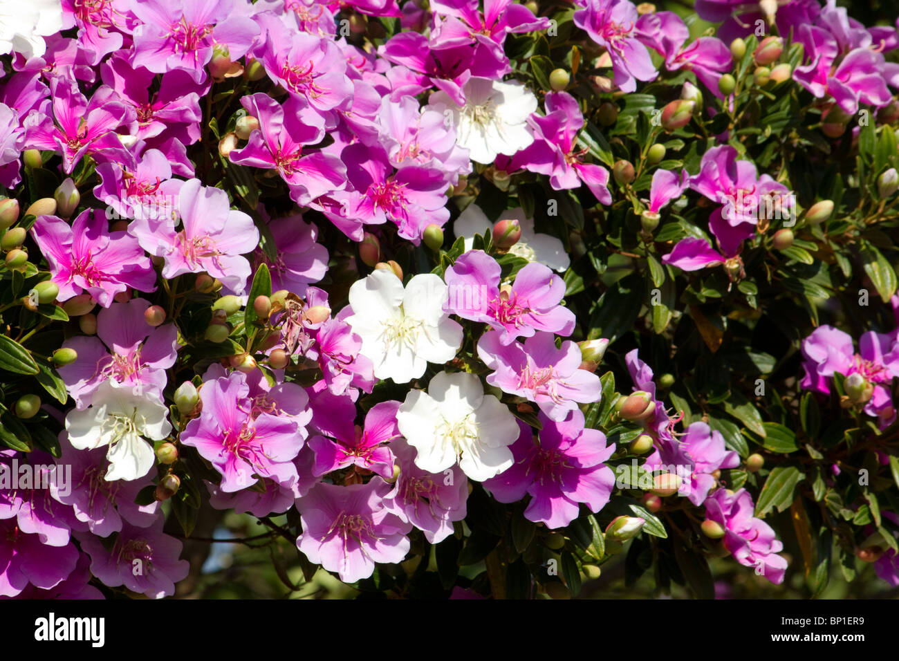 Tibouchina mutabilis in bloom Stock Photo - Alamy