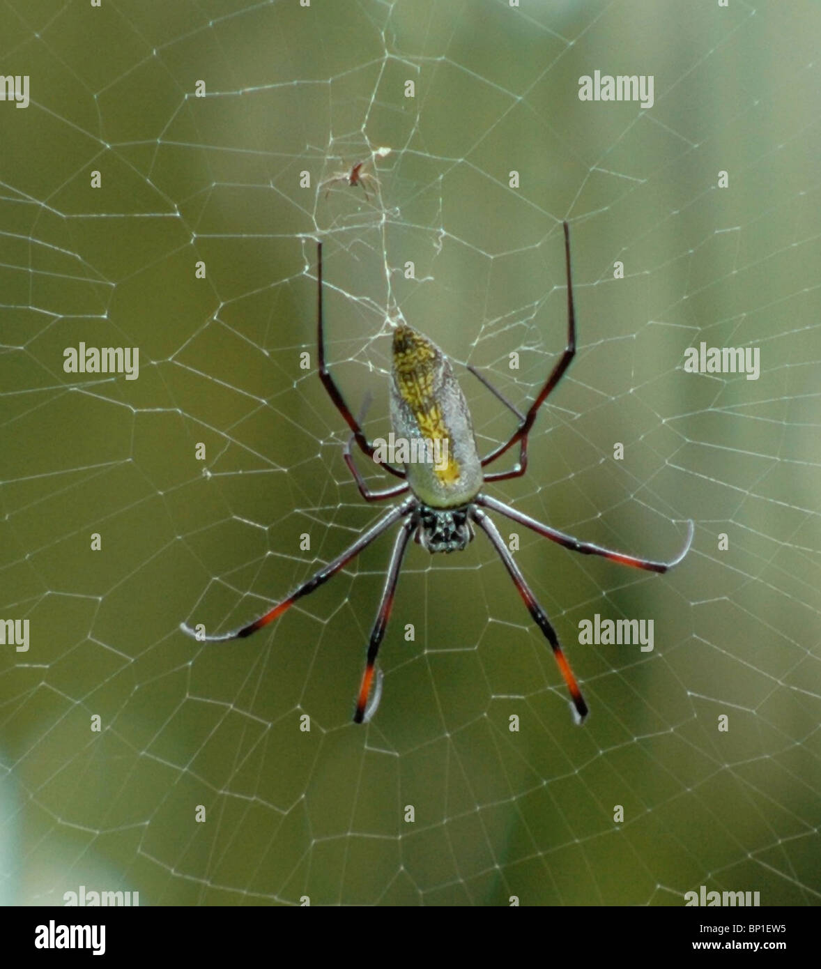 African spider and web Stock Photo - Alamy