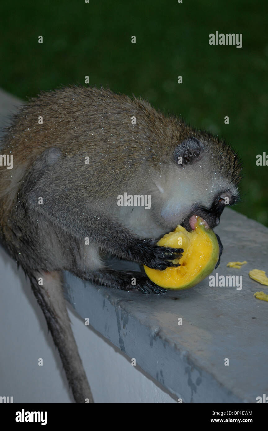Vervet monkey eating mango in Kenya Stock Photo - Alamy