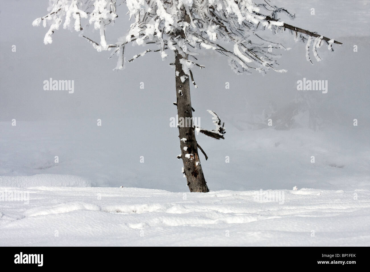 Snow laden tree, Yellowstone National park, Wyoming, USA Stock Photo ...