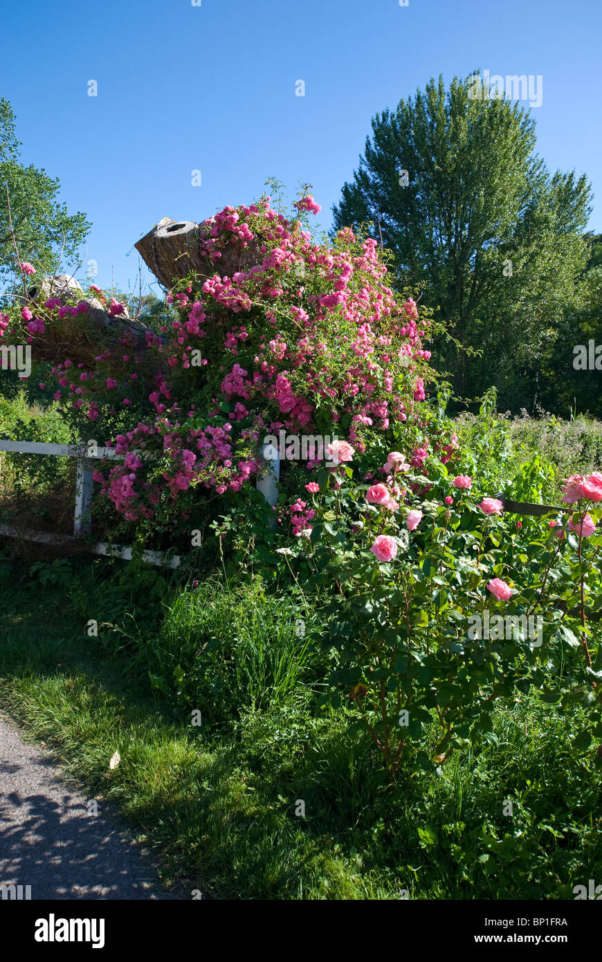 Rose in tree hi-res stock photography and images - Alamy