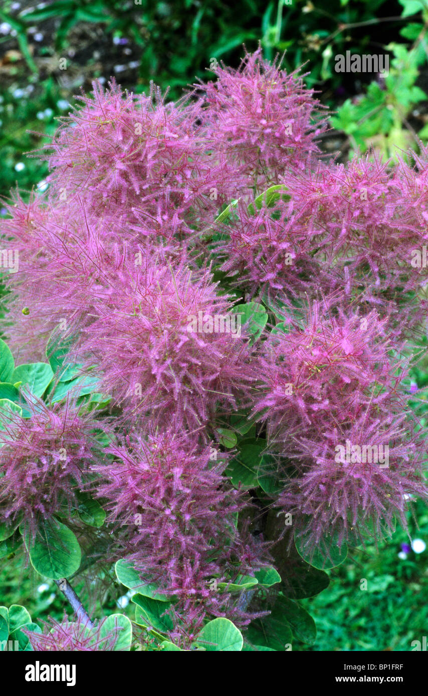 Cotinus coggygria 'Smokey Joe' purple flower flowers garden plant ...