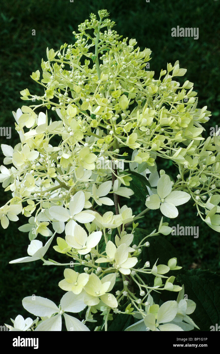 Hydrangea paniculata 'Phantom' flower flowers garden plant plants ...