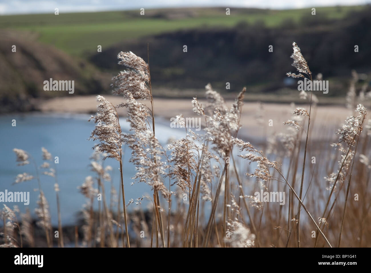 Northumberland, England; Tall Grass Growing Along The Water Stock Photo ...