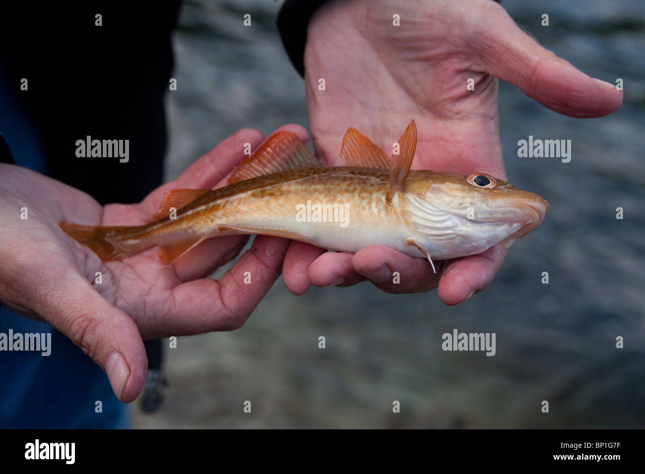 small codling, Lofoten,Norway Stock Photo - Alamy