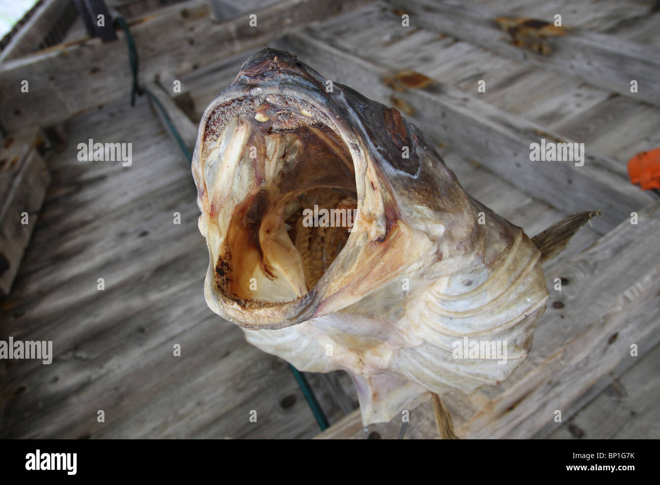 dried cod head,Lofoten,Norway Stock Photo - Alamy