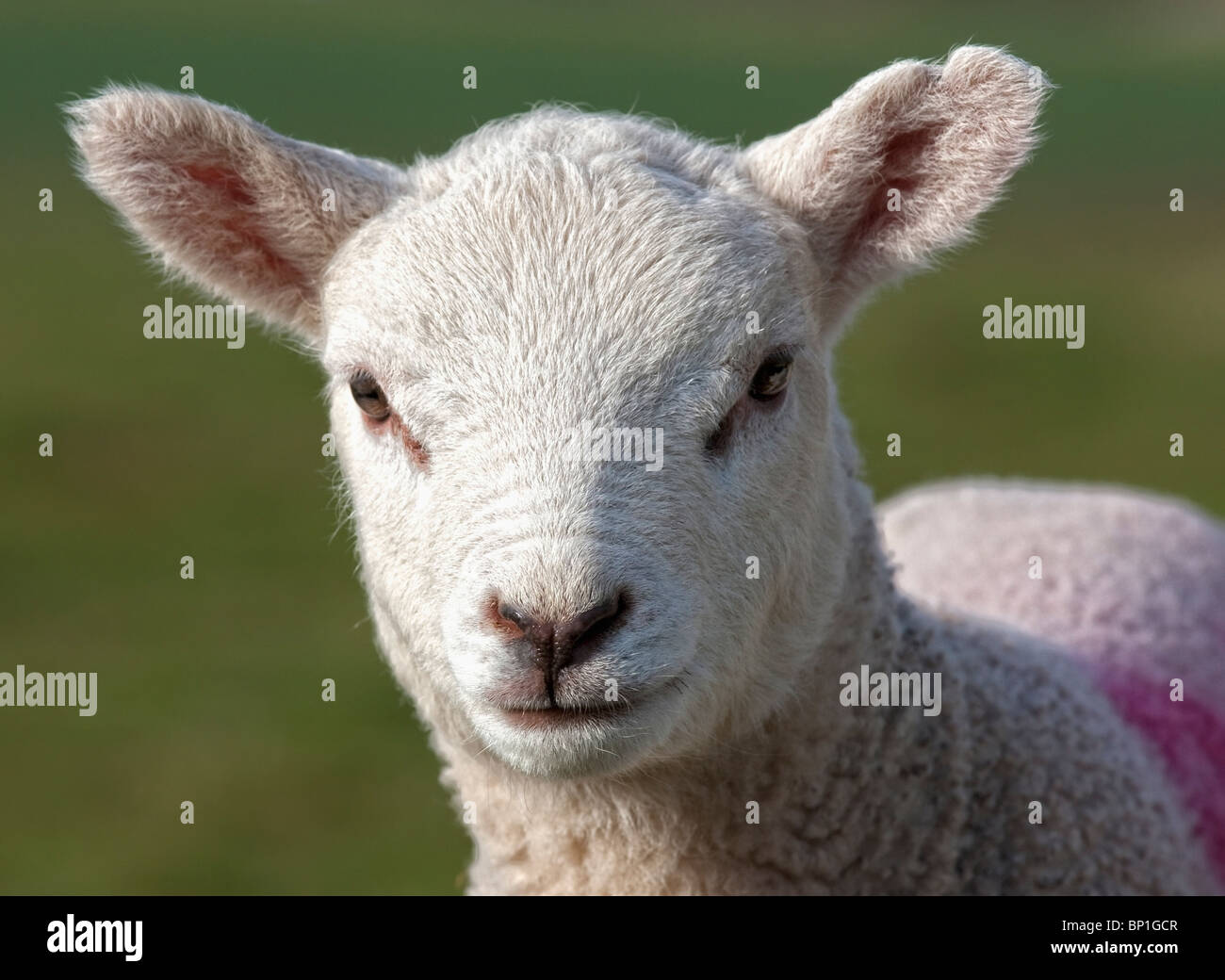 Marking sheep with paint hi-res stock photography and images - Alamy