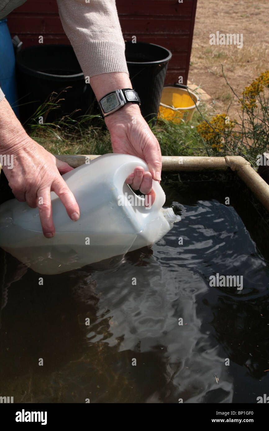 Filling up at the watering trough Stock Photo - Alamy