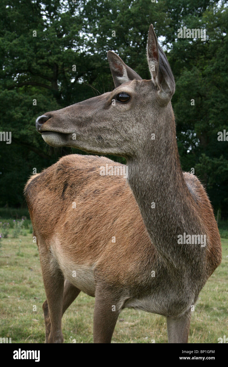 Female Red Deer Uk High Resolution Stock Photography and Images - Alamy