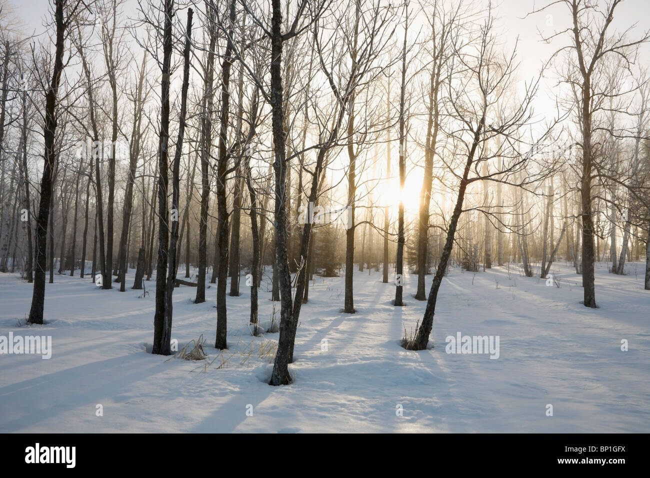 Sunlight shining on winter trees hi-res stock photography and images ...