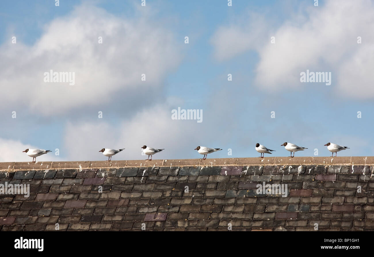 Row of birds hi-res stock photography and images - Alamy