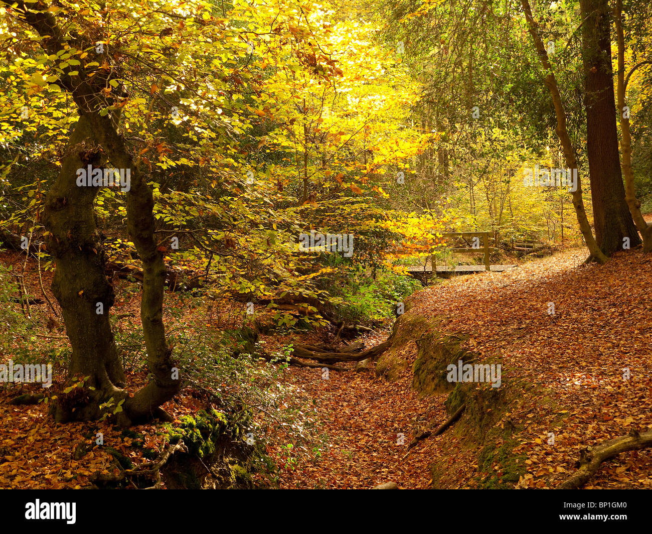 Autumn Colour in Burnham Beeches Forest, Buckinghamshire, UK Stock ...