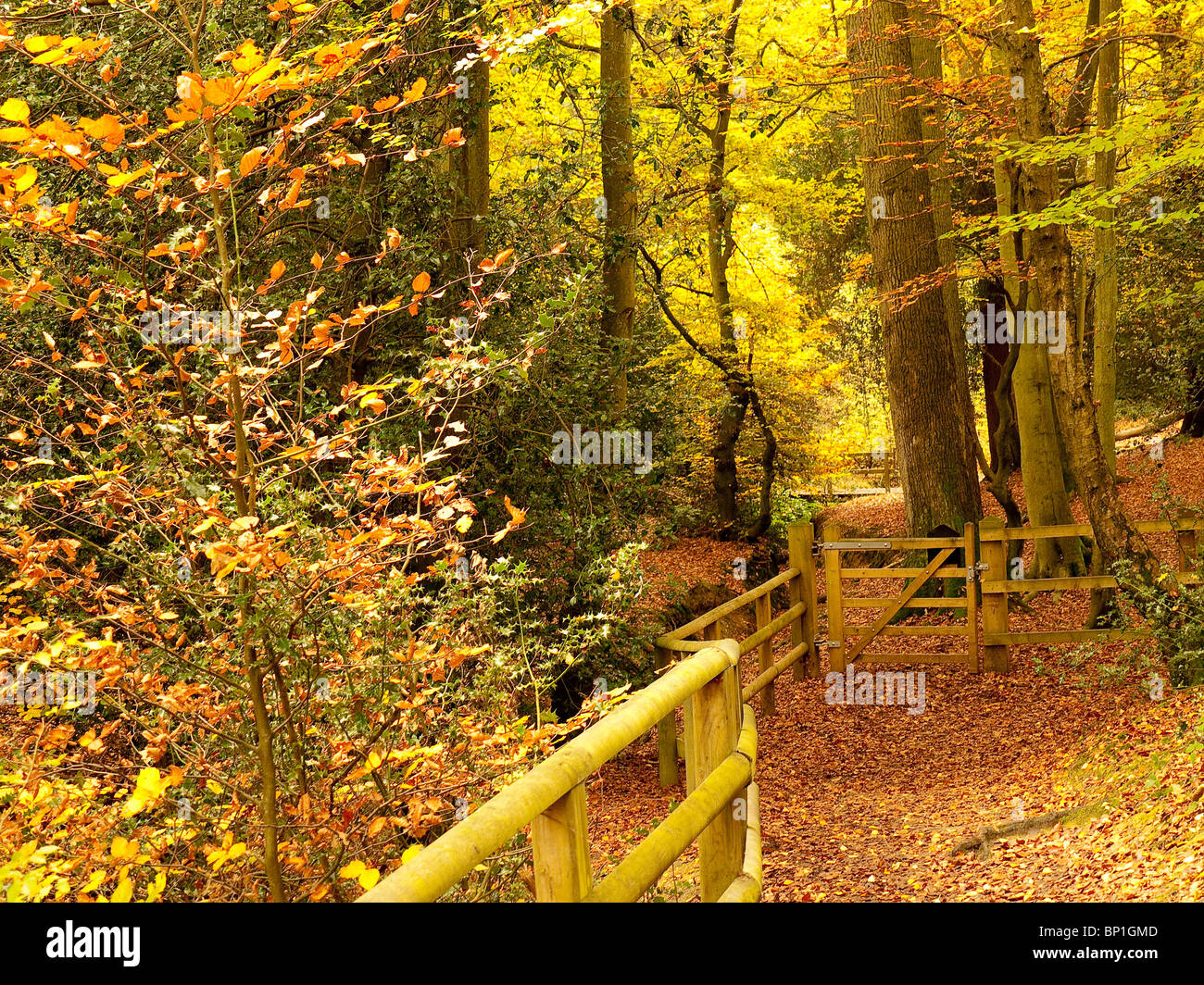 Burnham Beeches In Buckinghamshire High Resolution Stock Photography ...