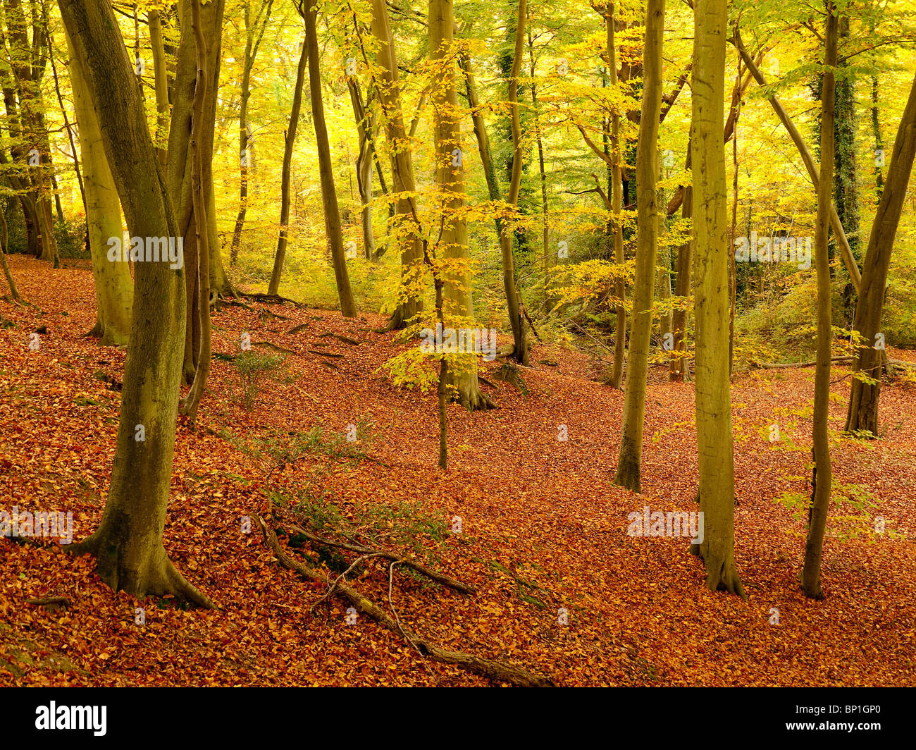 Burnham beeches hi-res stock photography and images - Alamy