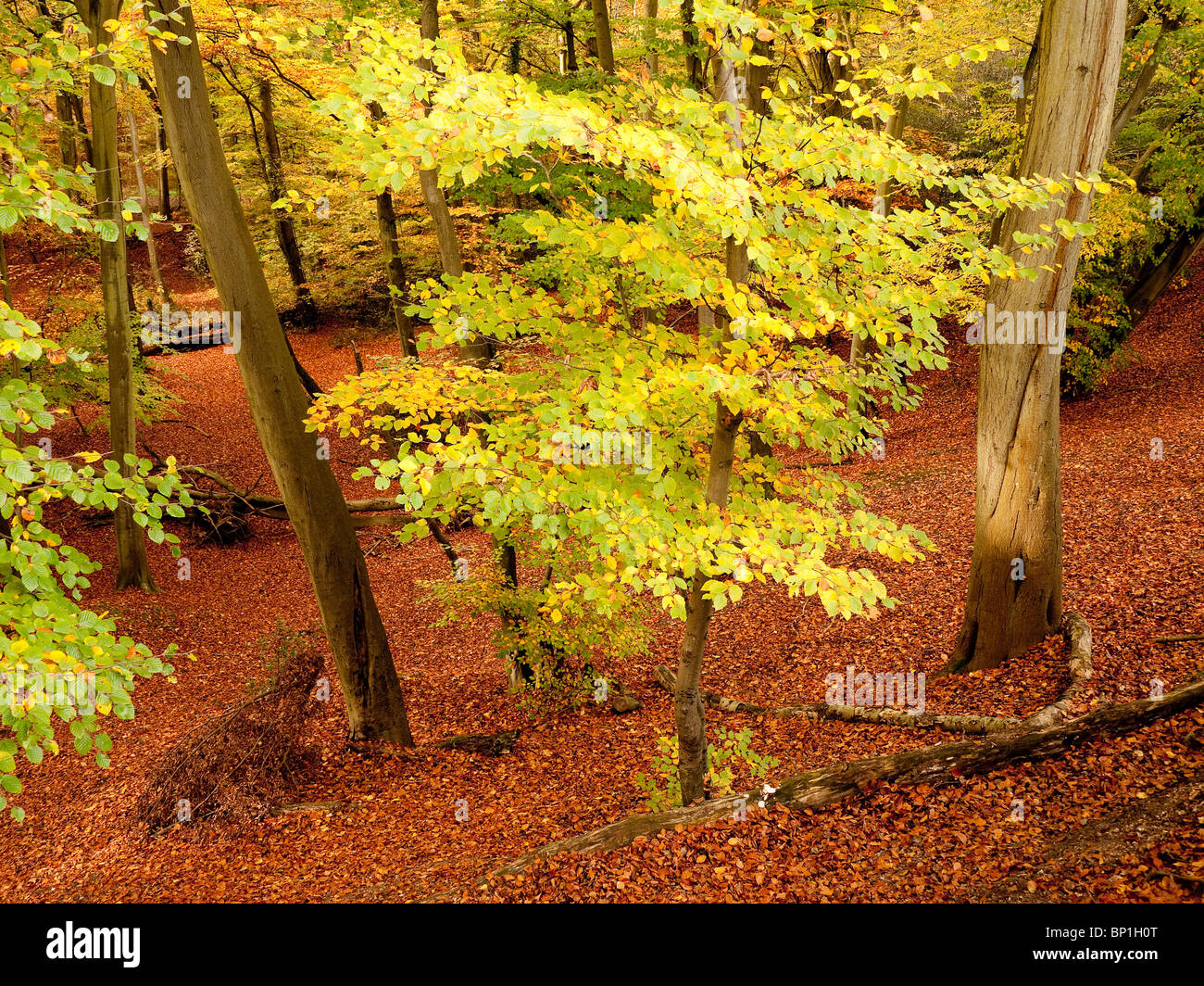 Autumn Colour in Burnham Beeches Forest, Buckinghamshire, UK Stock ...