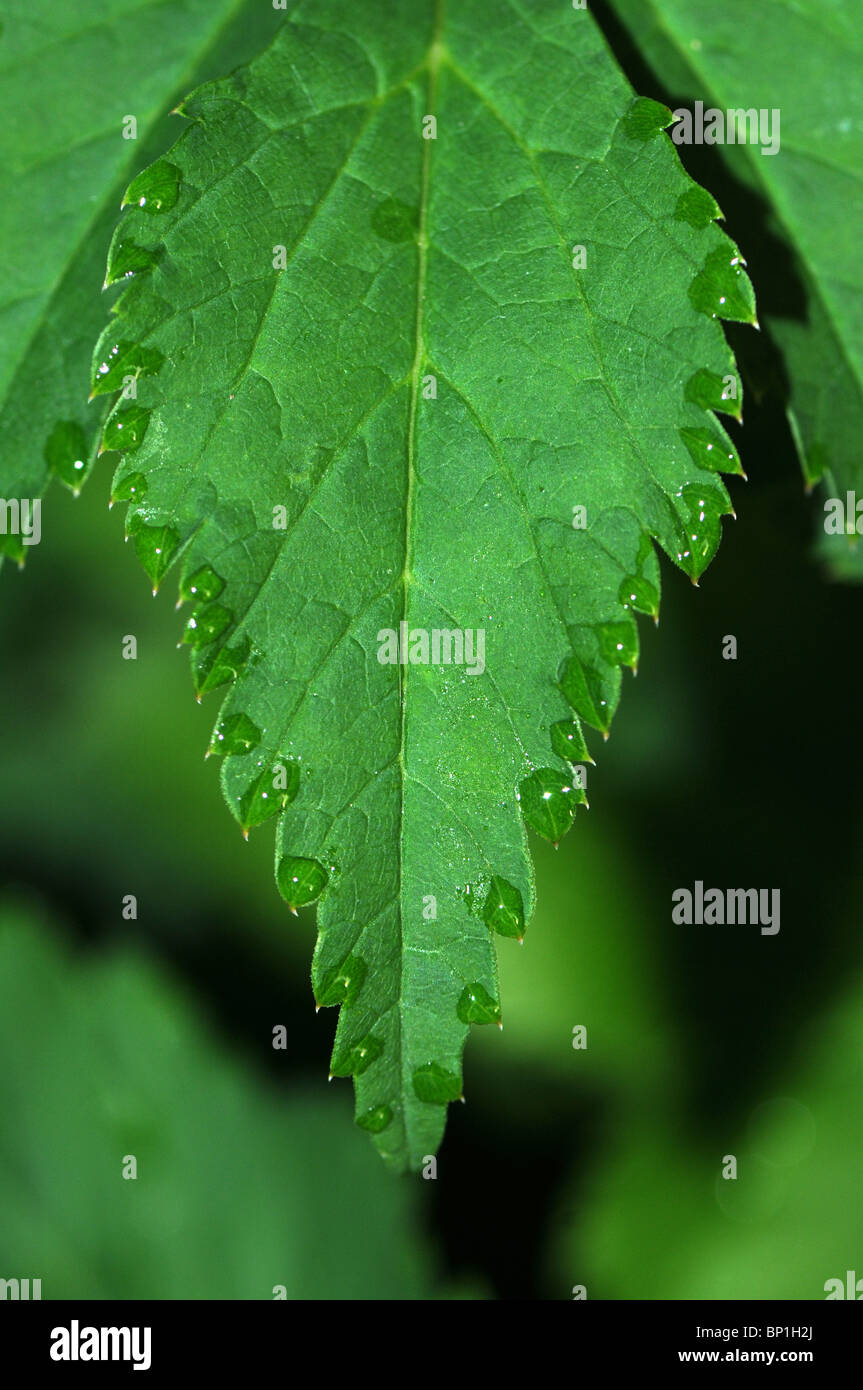 Leaf guttation on ground-elder, Aegopodium podagraria Stock Photo - Alamy