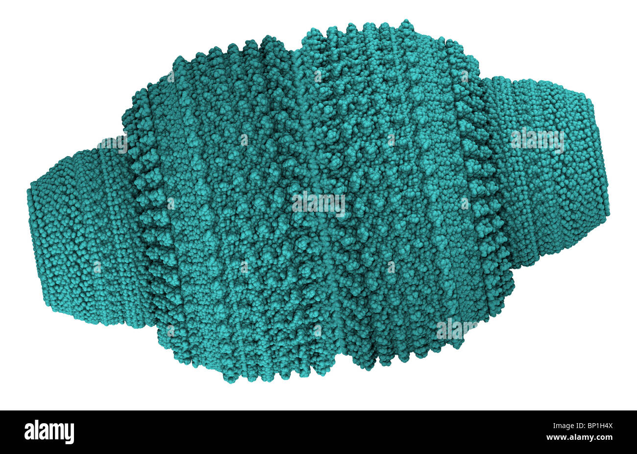 Three-dimensional computer-generated model of the eukaryotic vault ...