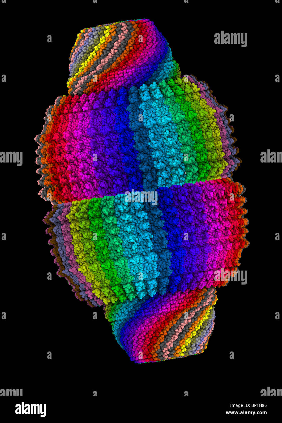 Three-dimensional computer-generated model of the eukaryotic vault ...