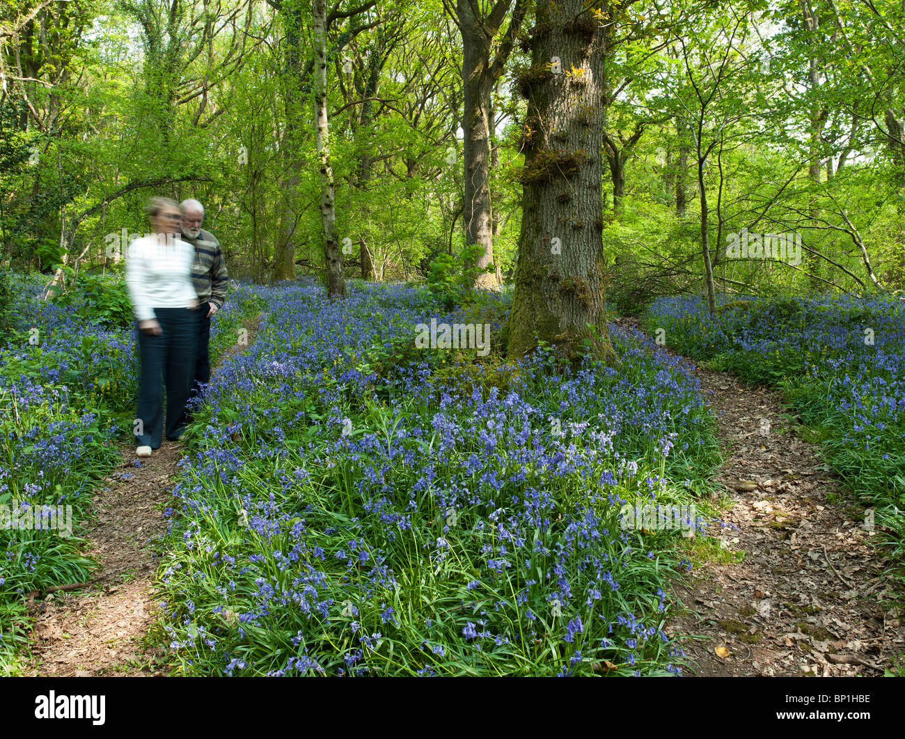 RETIRED COUPLE WALKING THROUGH BLUE BELLS IN WOODS WYE VALLEY UK Stock ...