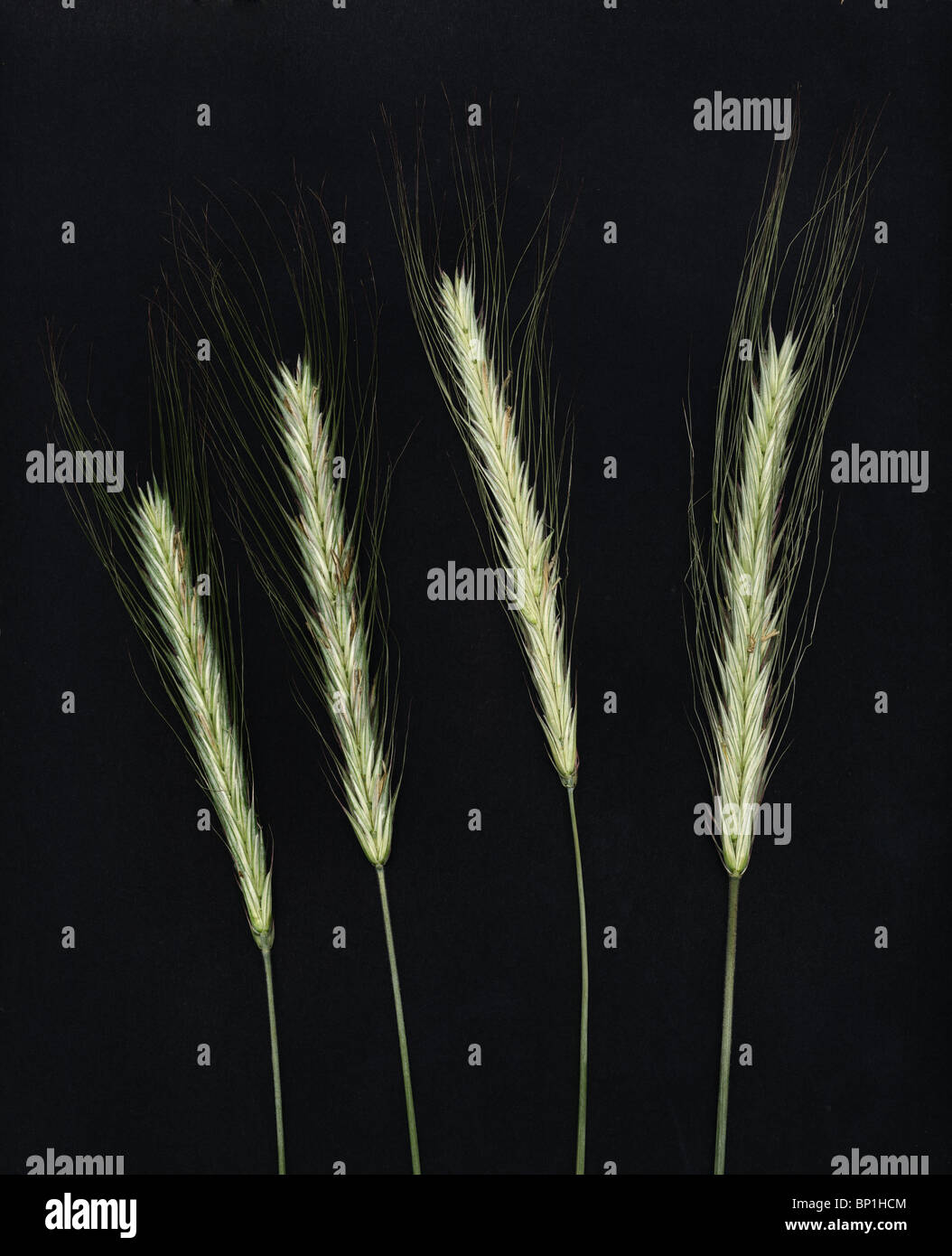 Limited grass hi-res stock photography and images - Alamy