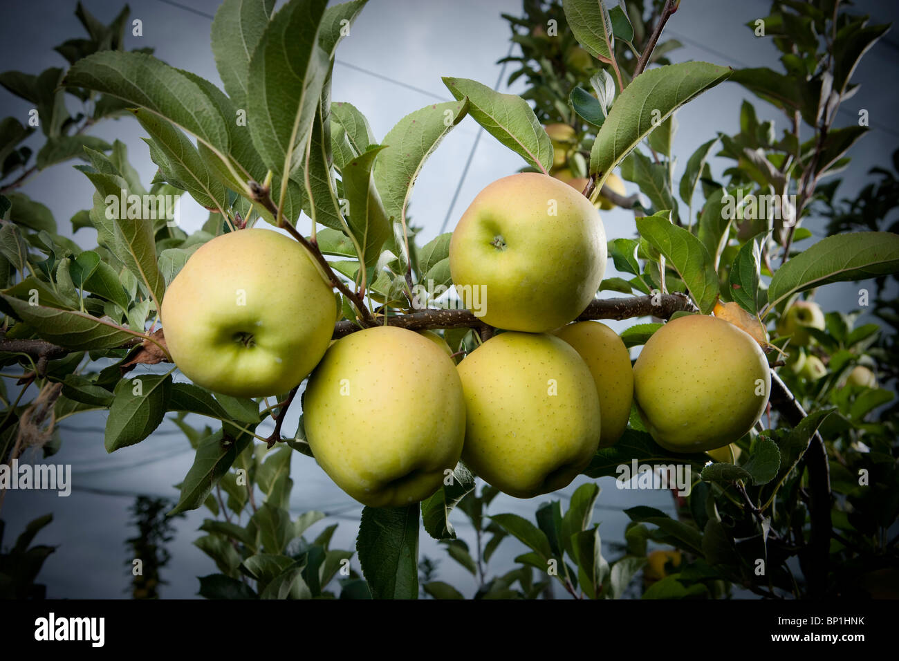 Golden Delicious apples Stock Photo - Alamy