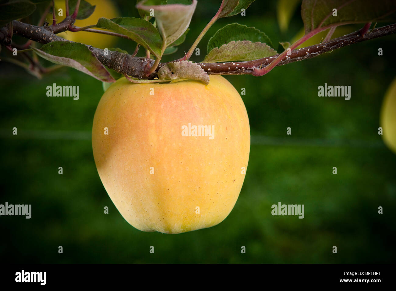 Golden delicious apple tree hi-res stock photography and images - Alamy