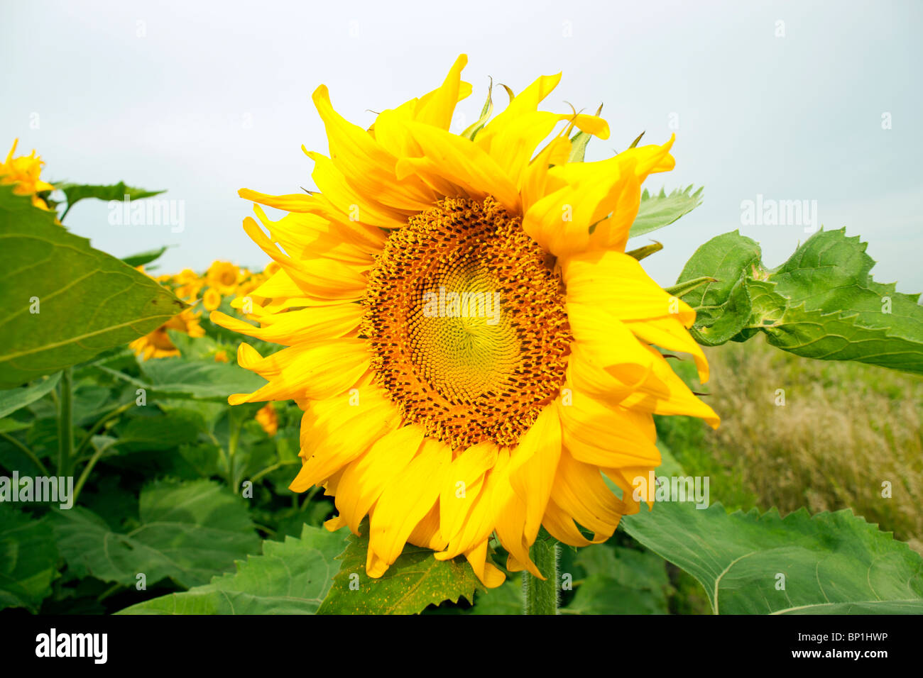 Details stamens bees hi-res stock photography and images - Alamy