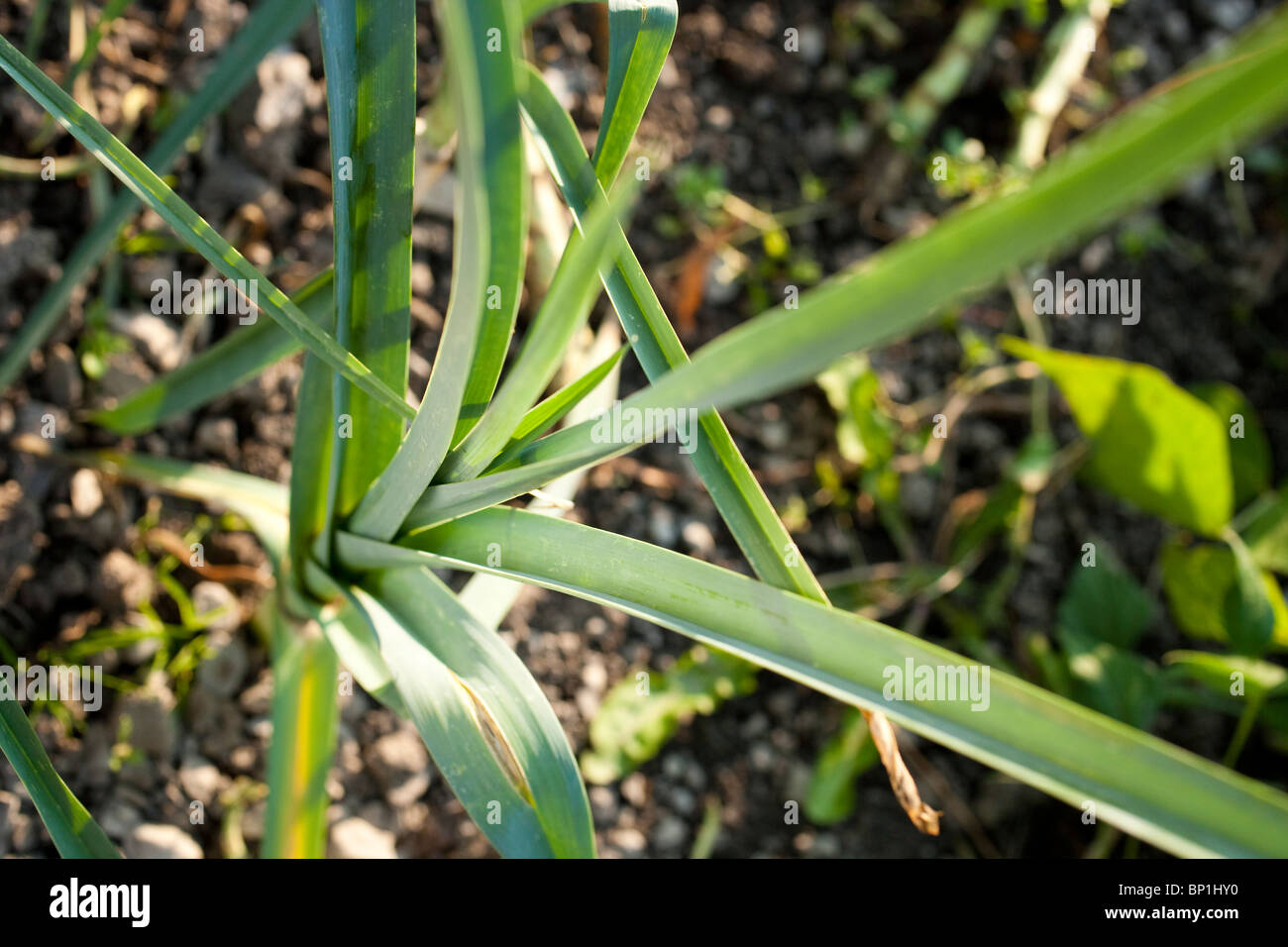Close-up of leek Stock Photo - Alamy