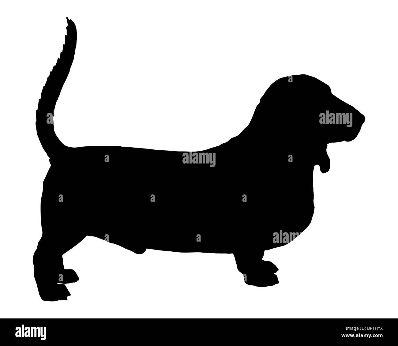 Working basset Black and White Stock Photos & Images - Alamy