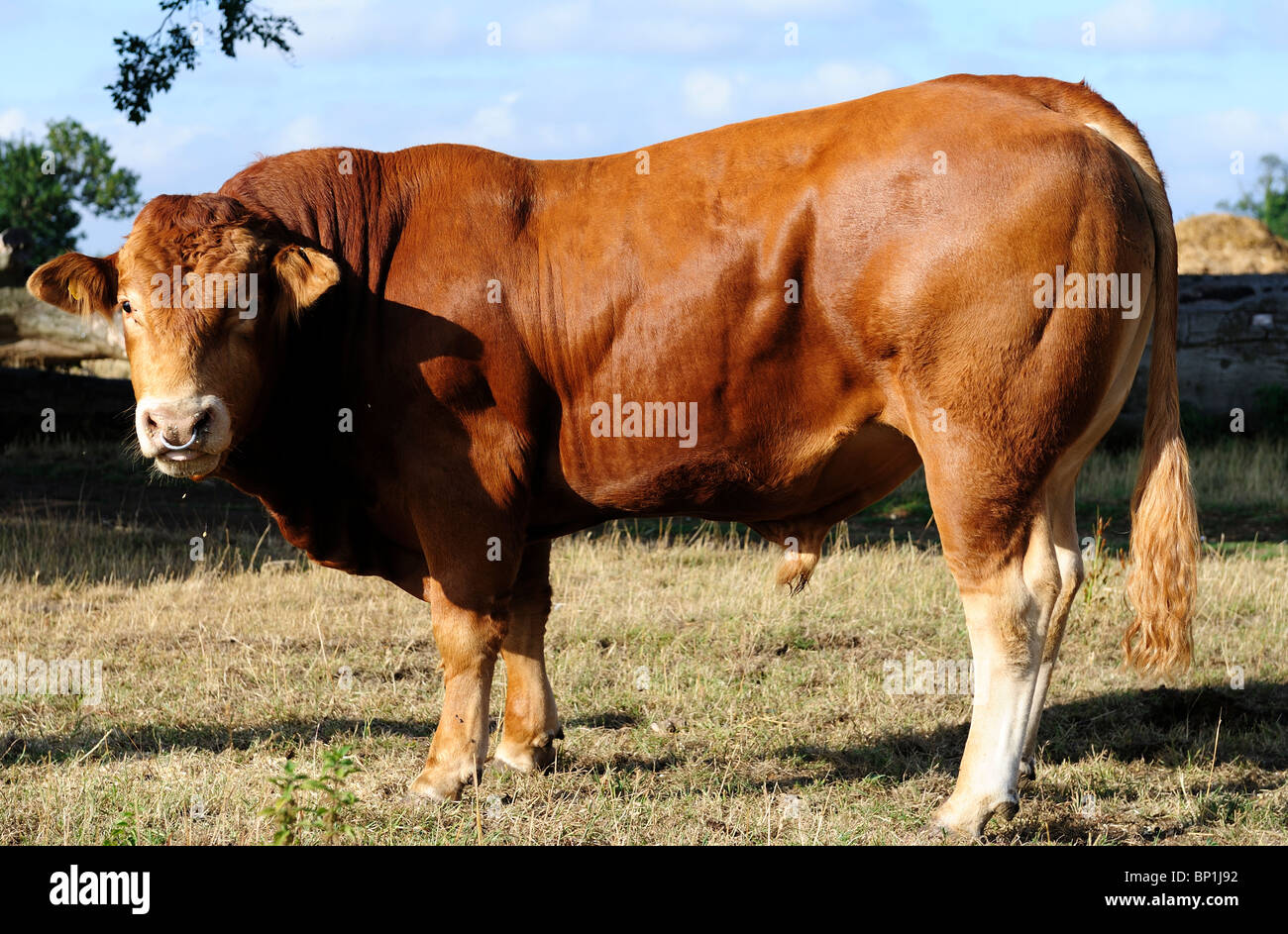 Brahmousin Cattle