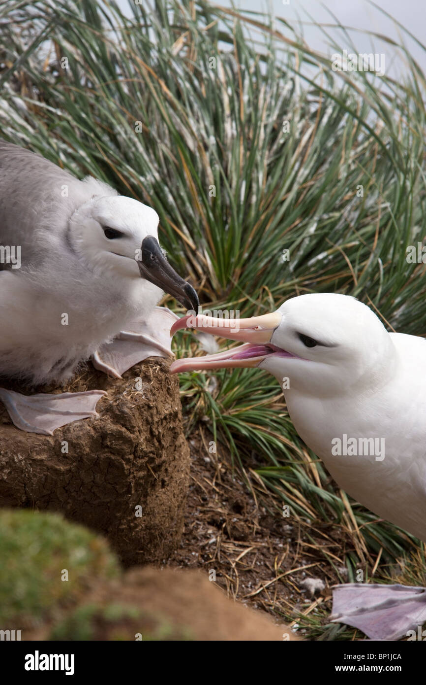Adult Black-browed Albatross with fledgling (Thalassarche melanophrys ...