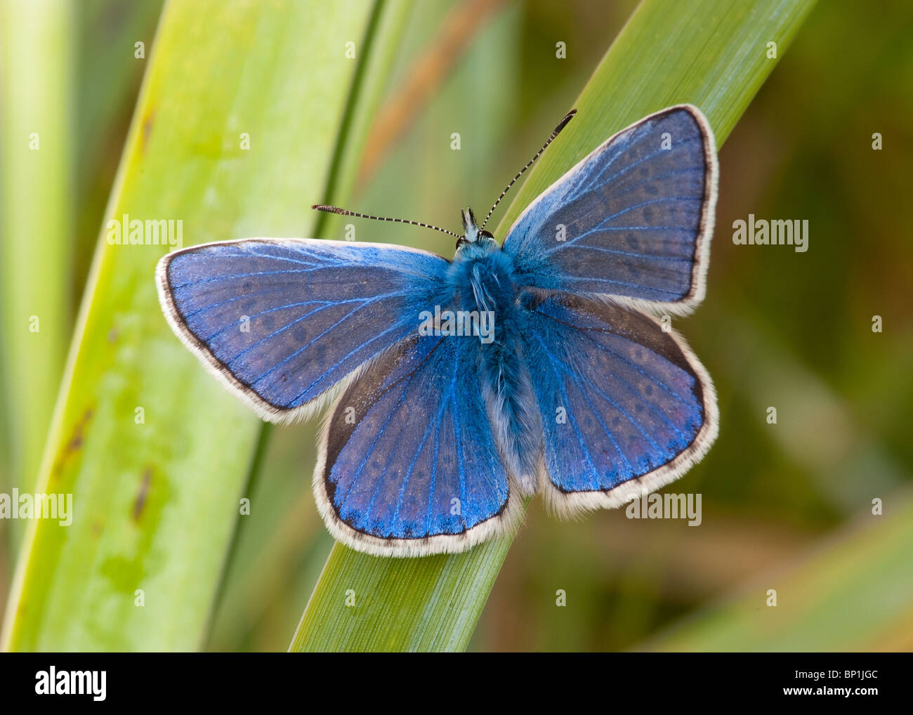 Blue butterfly uk hi-res stock photography and images - Alamy