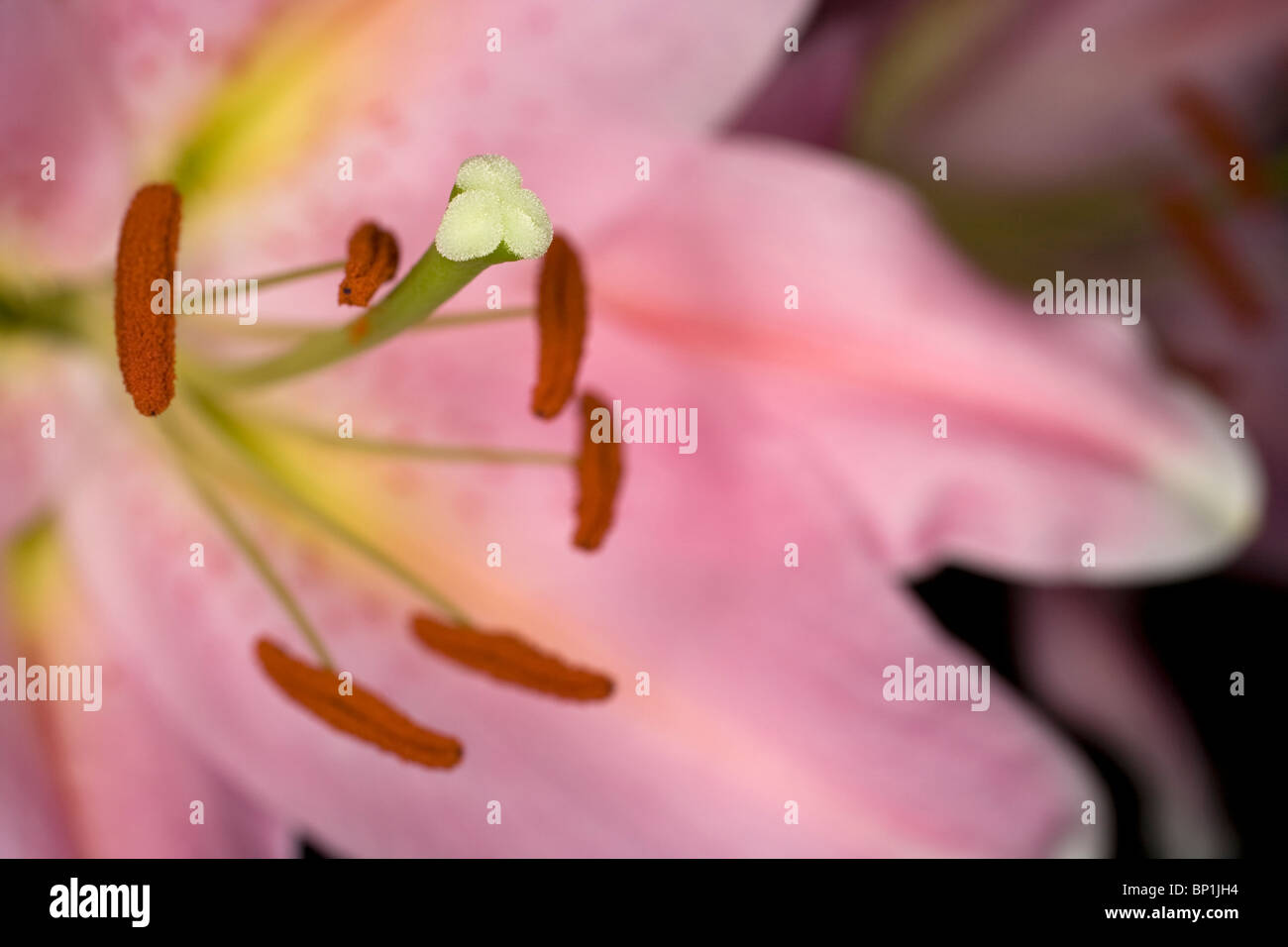 Pistil lys hi-res stock photography and images - Alamy