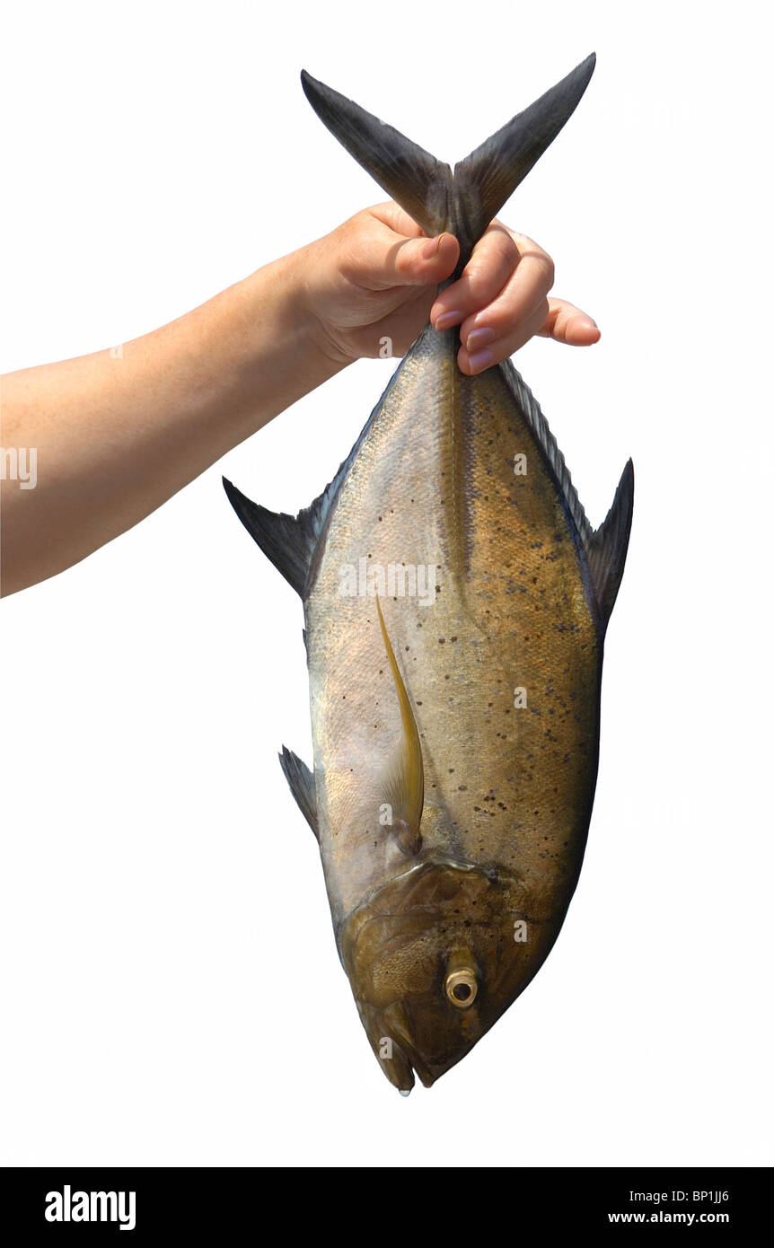 Hand holding a fish - Isolated Stock Photo - Alamy