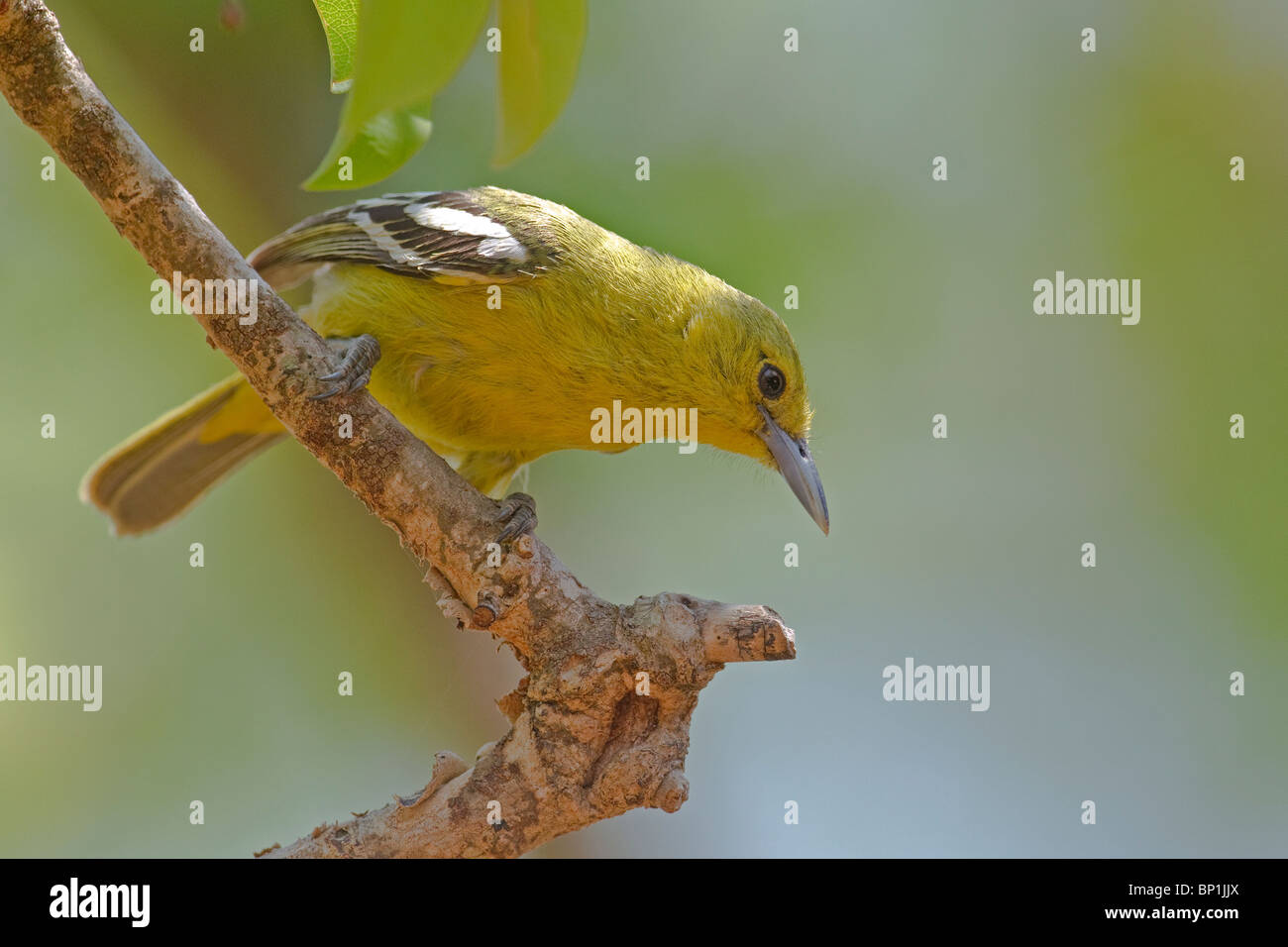 A female Common Iora (Aegithina tiphia Stock Photo - Alamy
