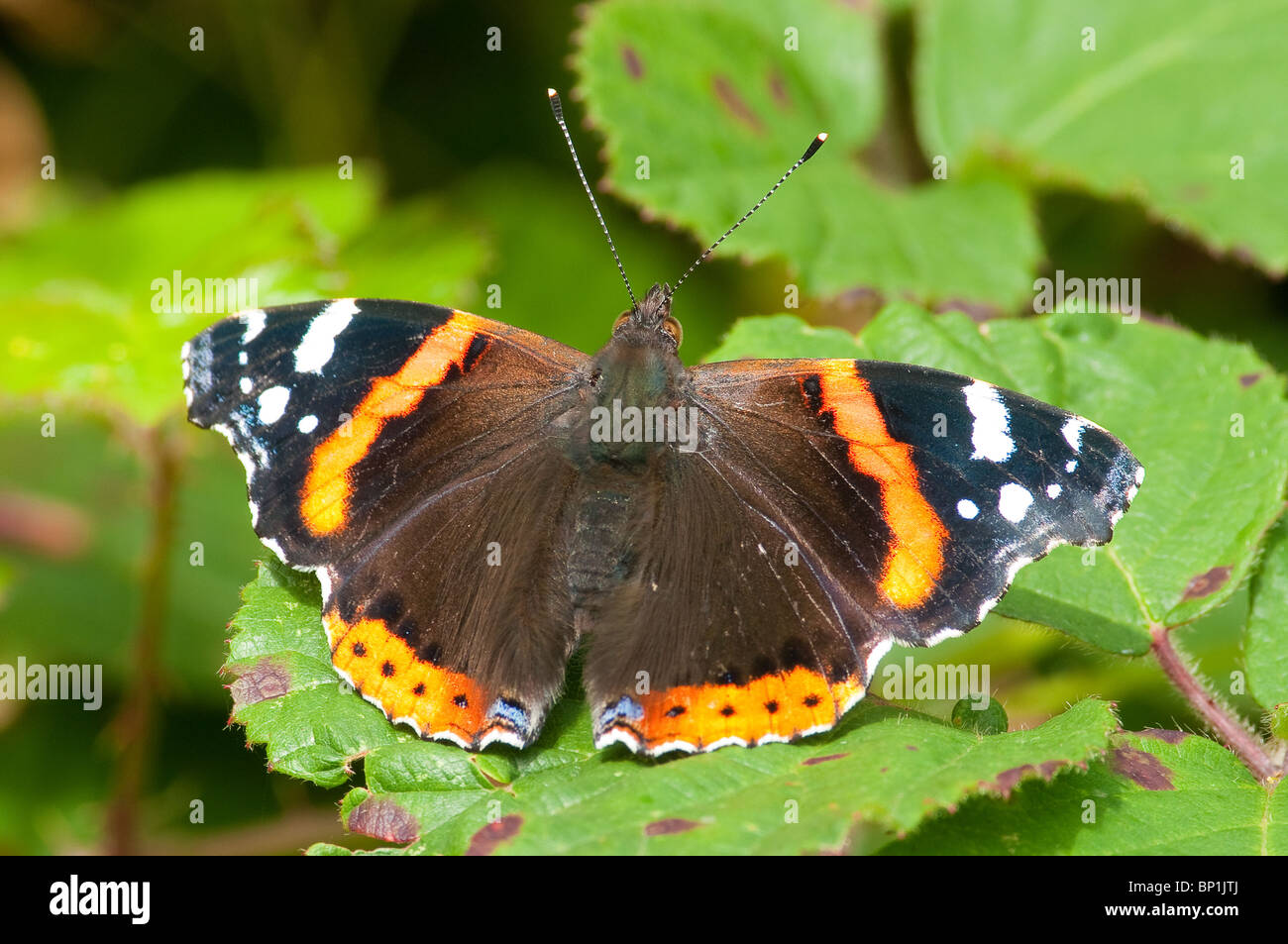 Red Admiral Butterfly (Vanessa atalanta Stock Photo - Alamy