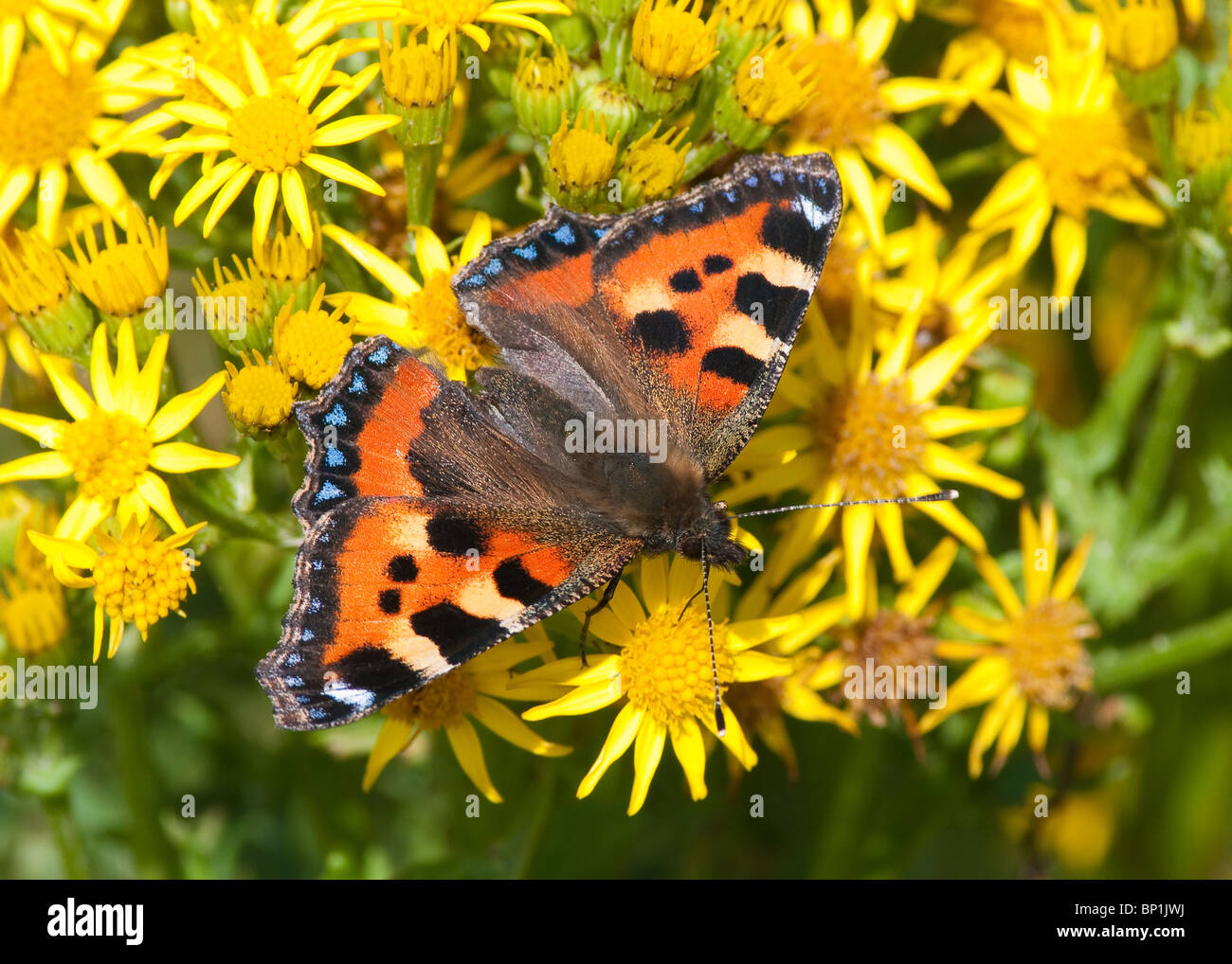 Small Tortoiseshell Butterfly (Aglais urticae Stock Photo - Alamy