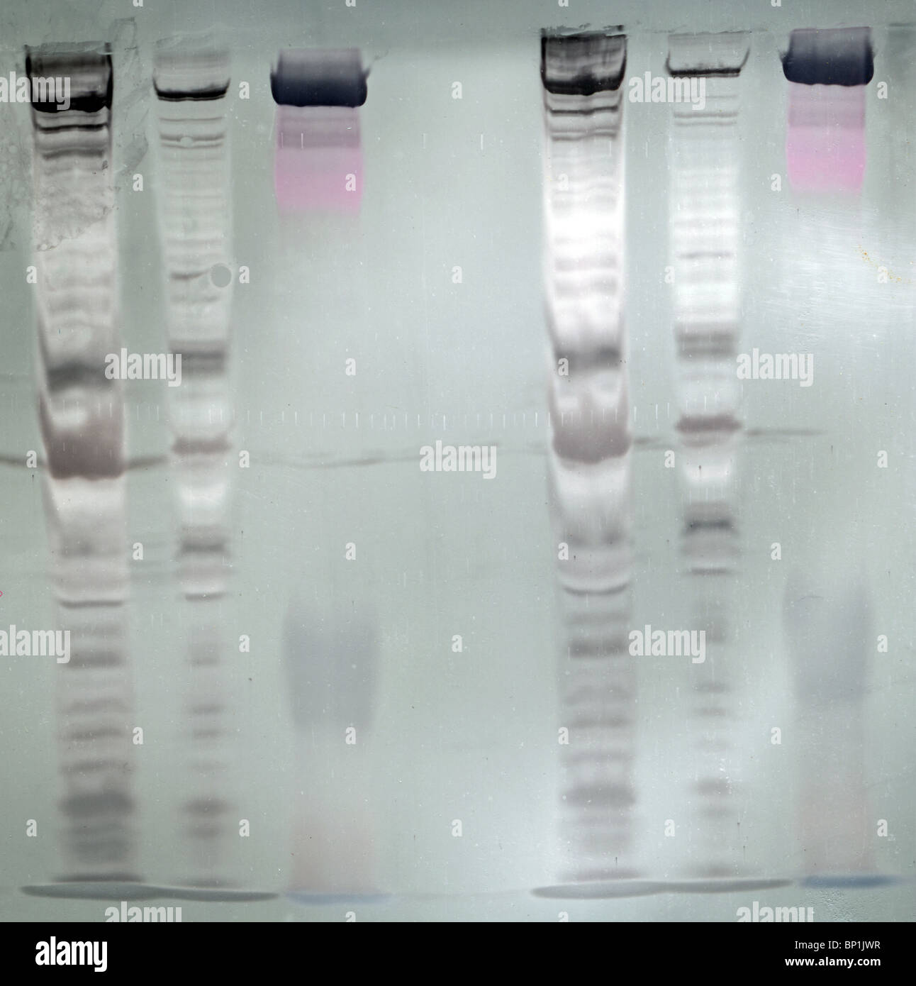 Western blot membrane - showing protein profiles of 4 samples and a ...