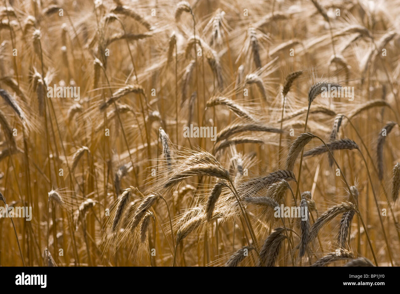 Triticale hi-res stock photography and images - Alamy