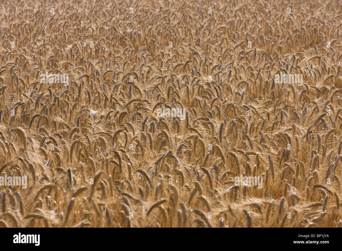 Triticale hi-res stock photography and images - Alamy