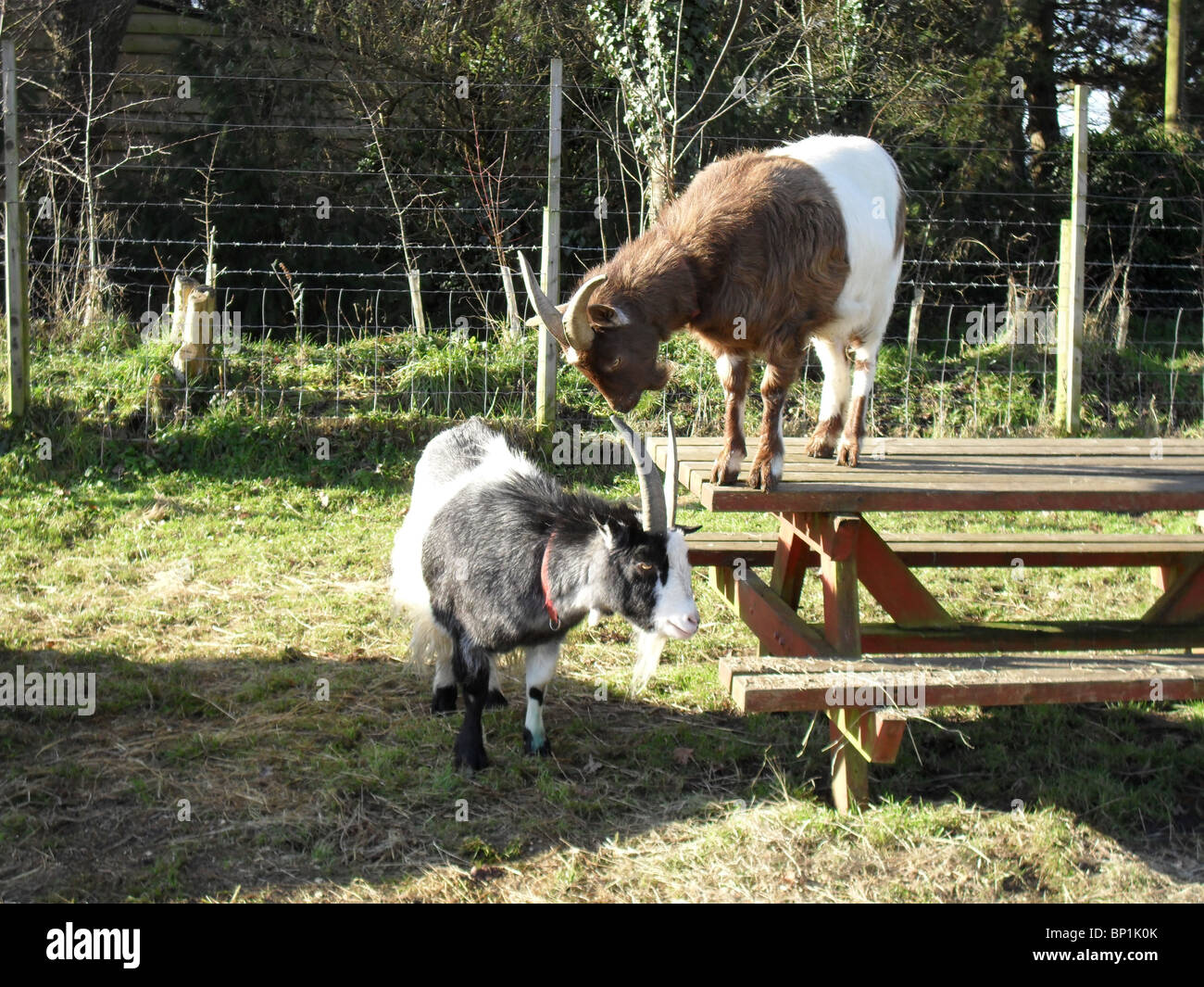 Goat table hi-res stock photography and images - Alamy