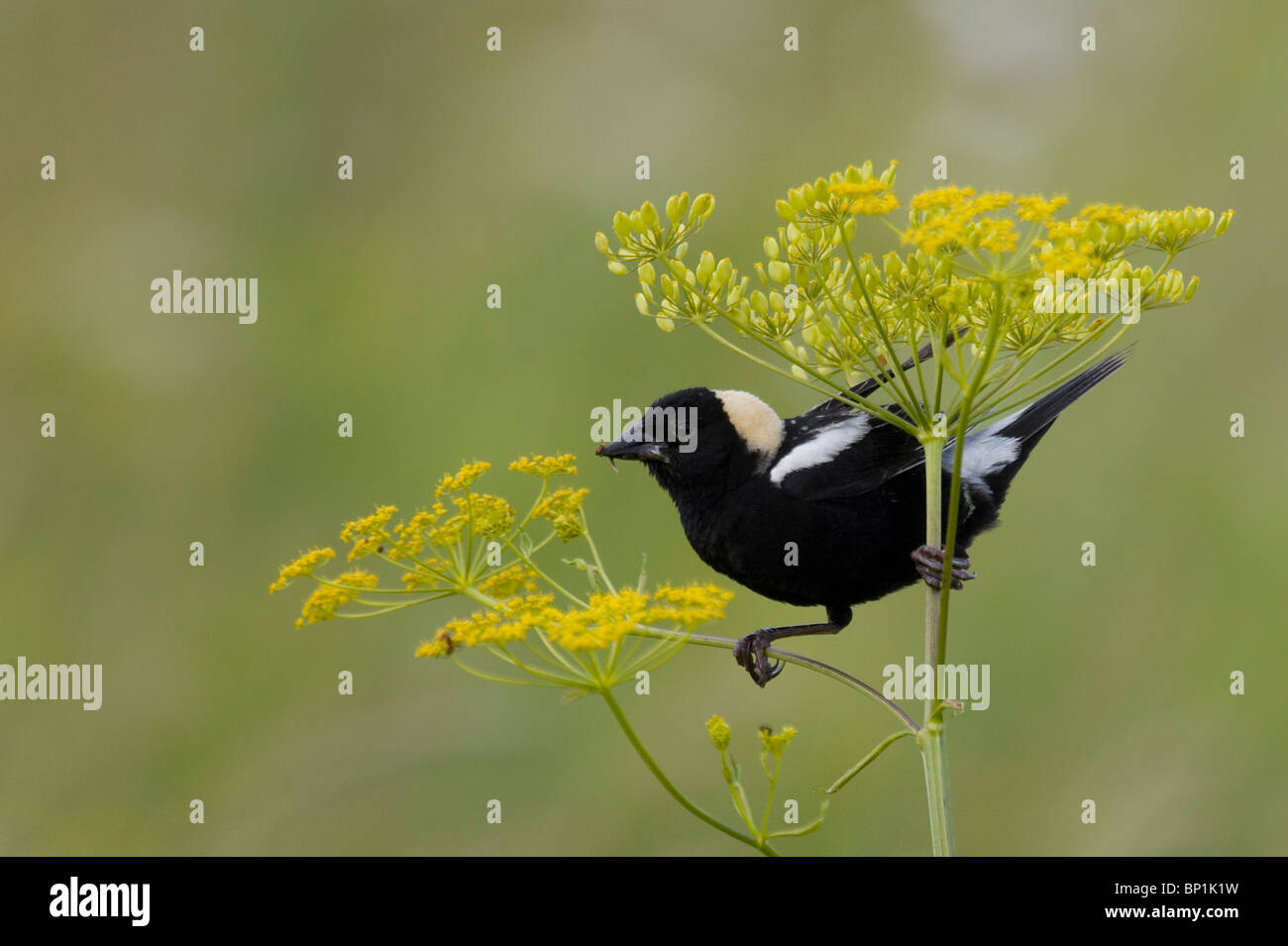 Adult Male Bobolink in Breeding Plumage Perched in Goldenrod Stock ...