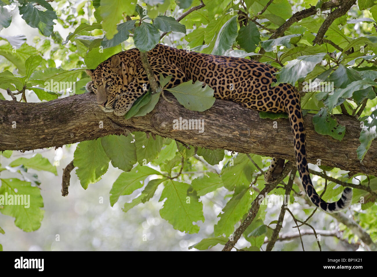 Panther panthera hi-res stock photography and images - Alamy