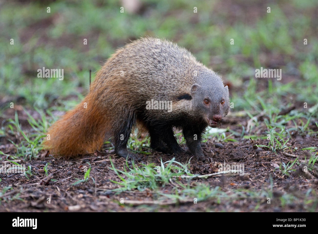 A stripe-necked mongoose (Herpestes vitticollis) eating a frog Stock ...