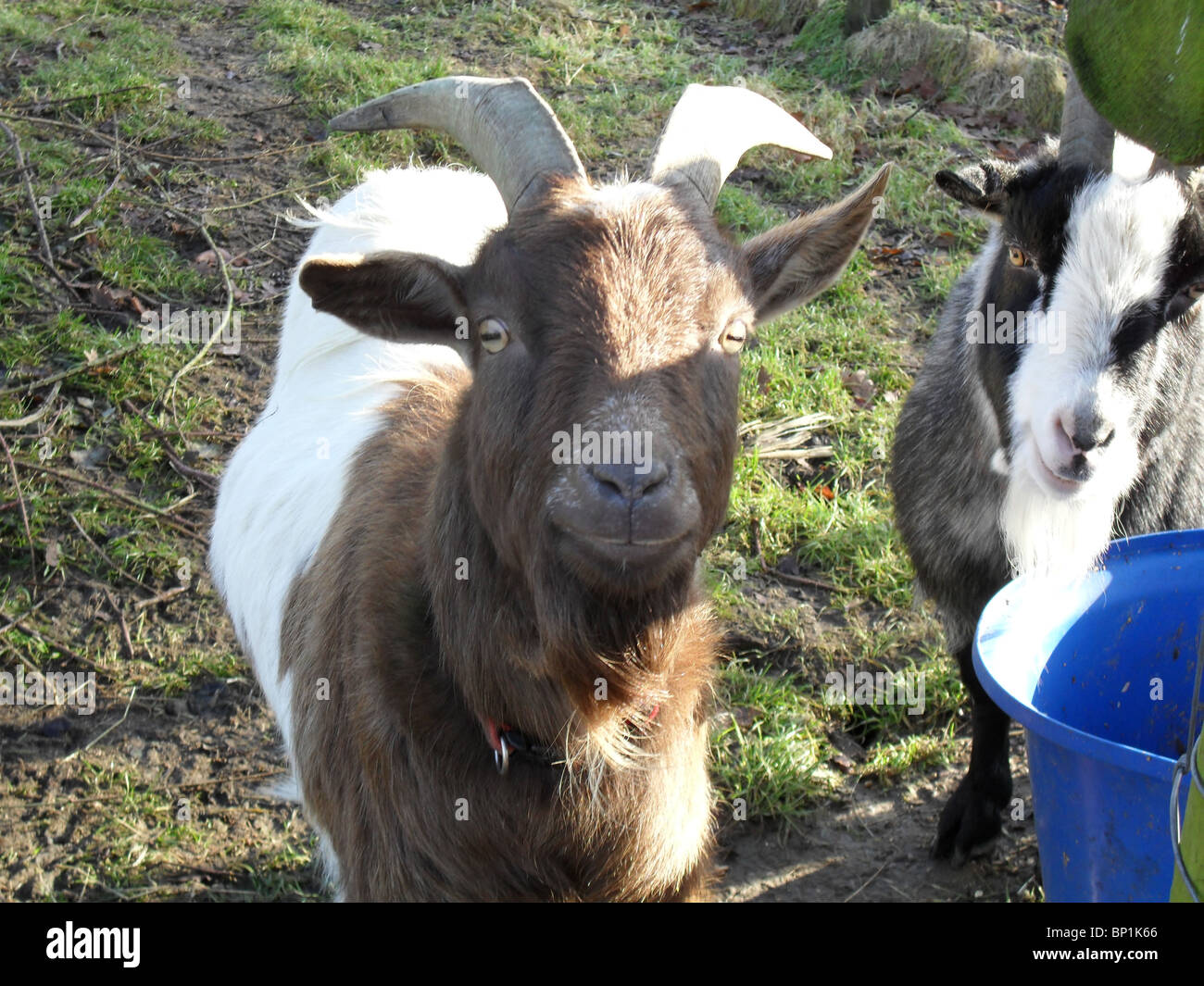 Goat funny face hi-res stock photography and images - Alamy